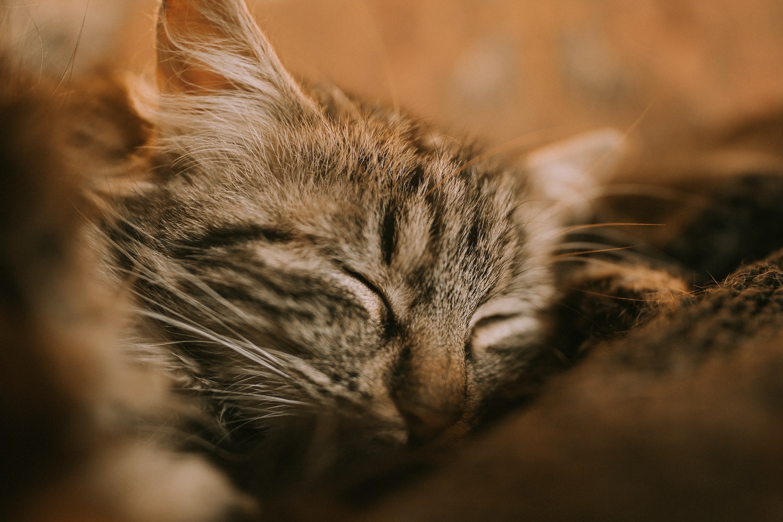 why do cats purr? the answer will warm your heart! — Rockin' Pets ...