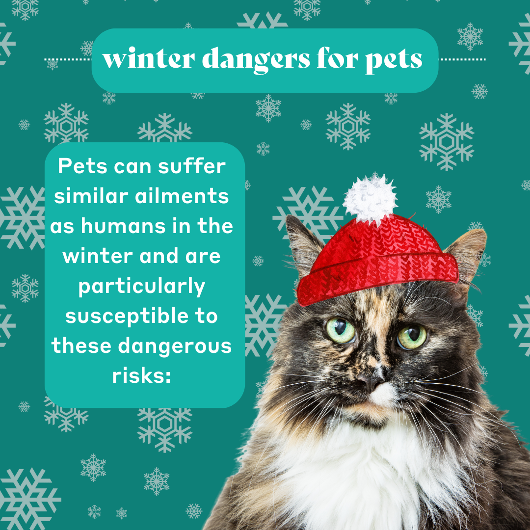 winter safety tips for pets — Rockin' Pets, Rollin' Vets