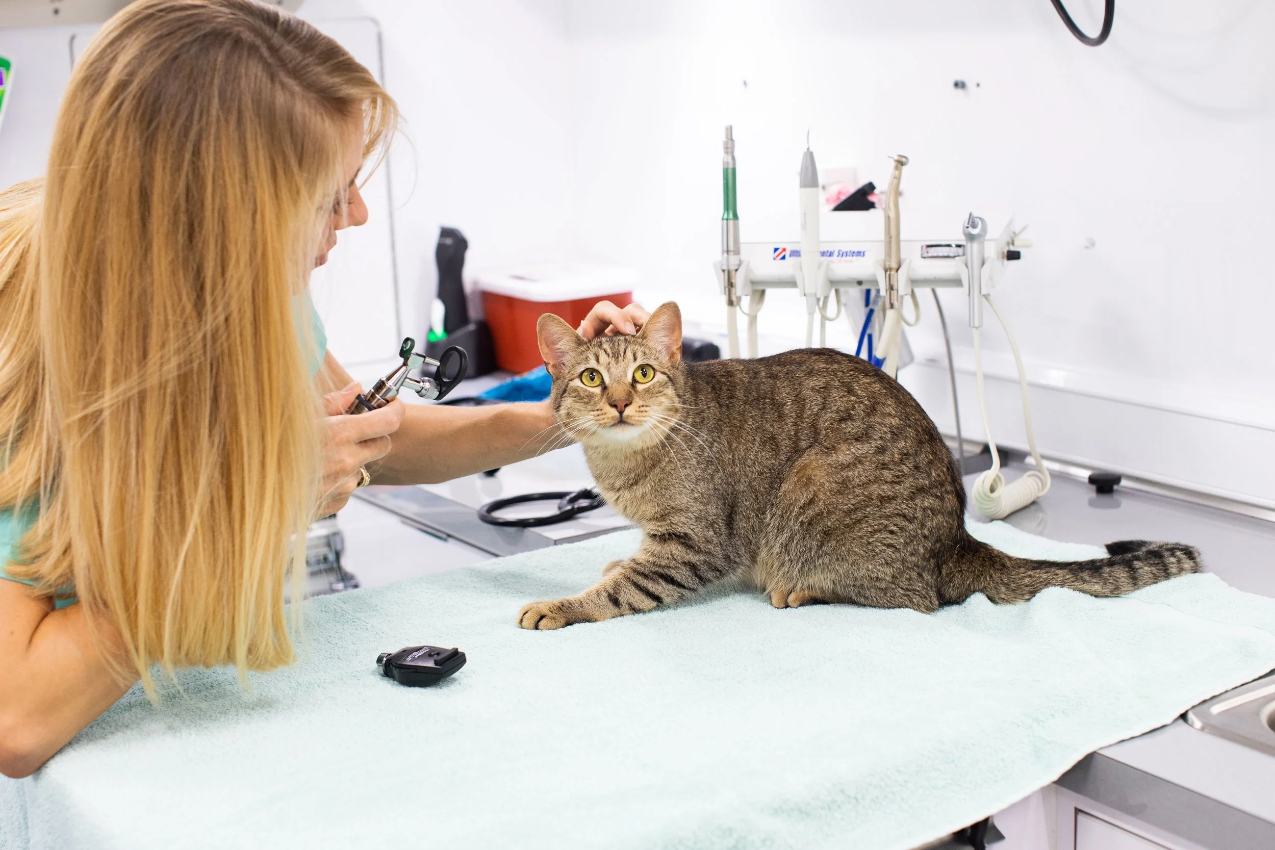 Mobile Veterinary Services — Rockin' Pets, Rollin' Vets