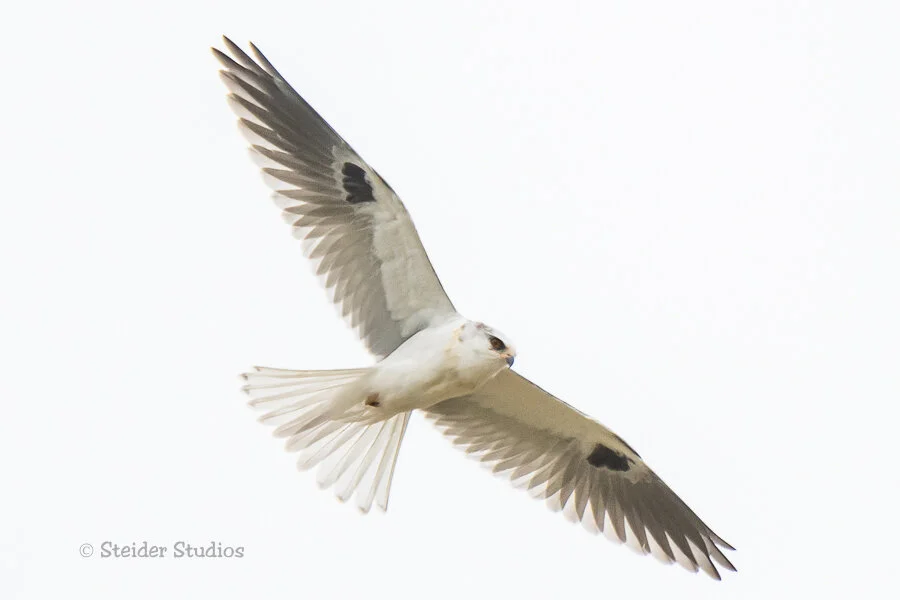 White Kite Bird Of Prey