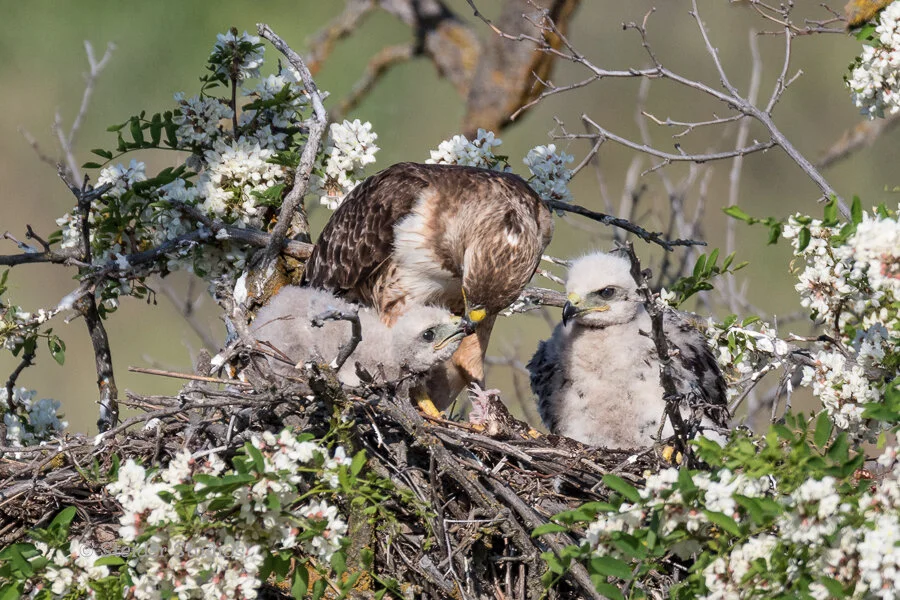Mama Hawk feeding Chicks — Steider Studios