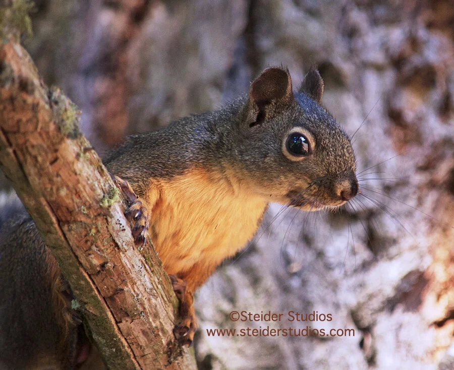 Squirrels — Steider Studios