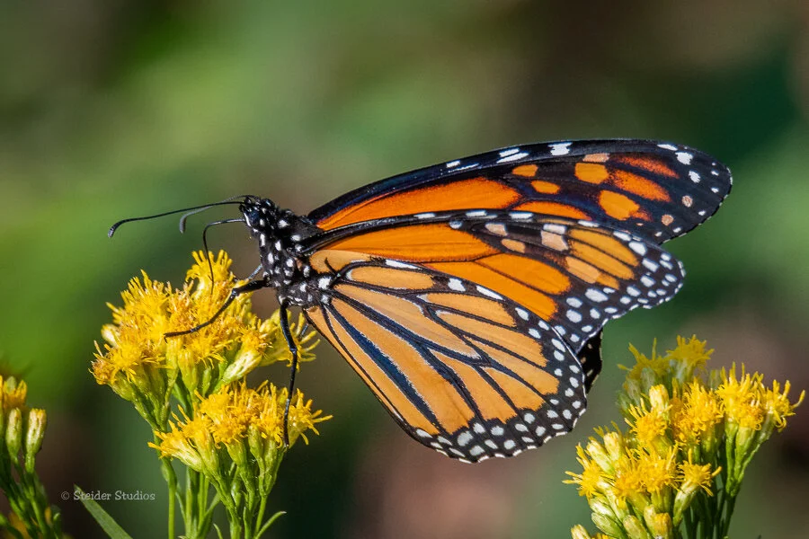 Butterfly Side