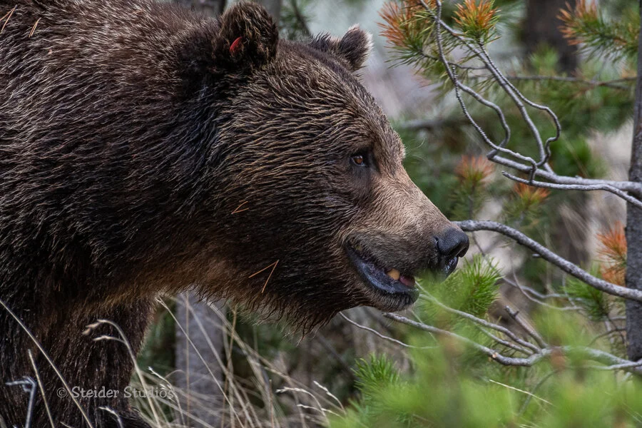 Other Wildlife — Steider Studios