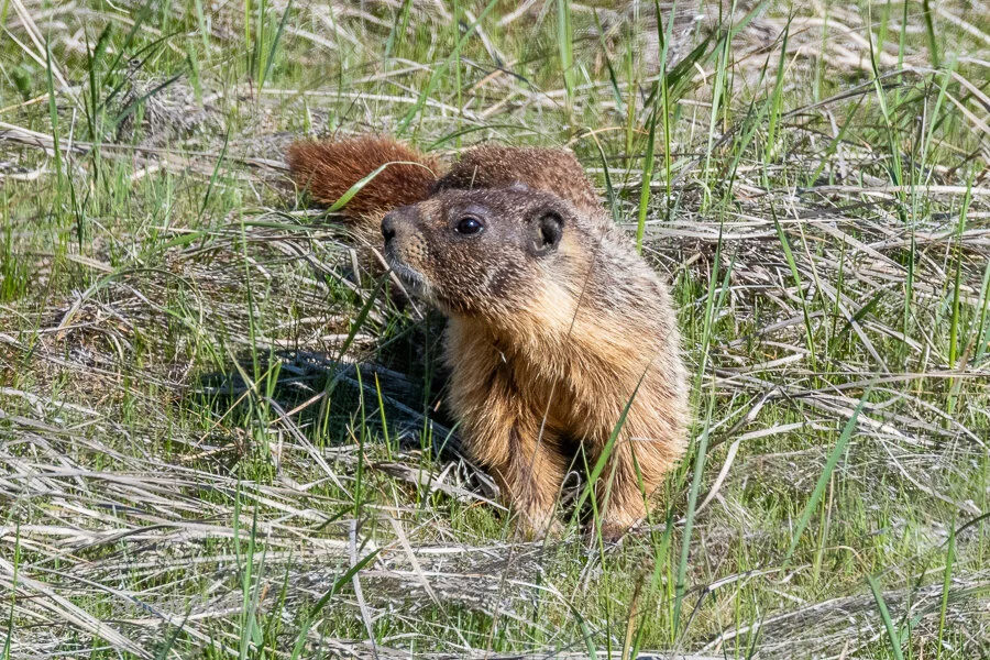 Other Wildlife — Steider Studios