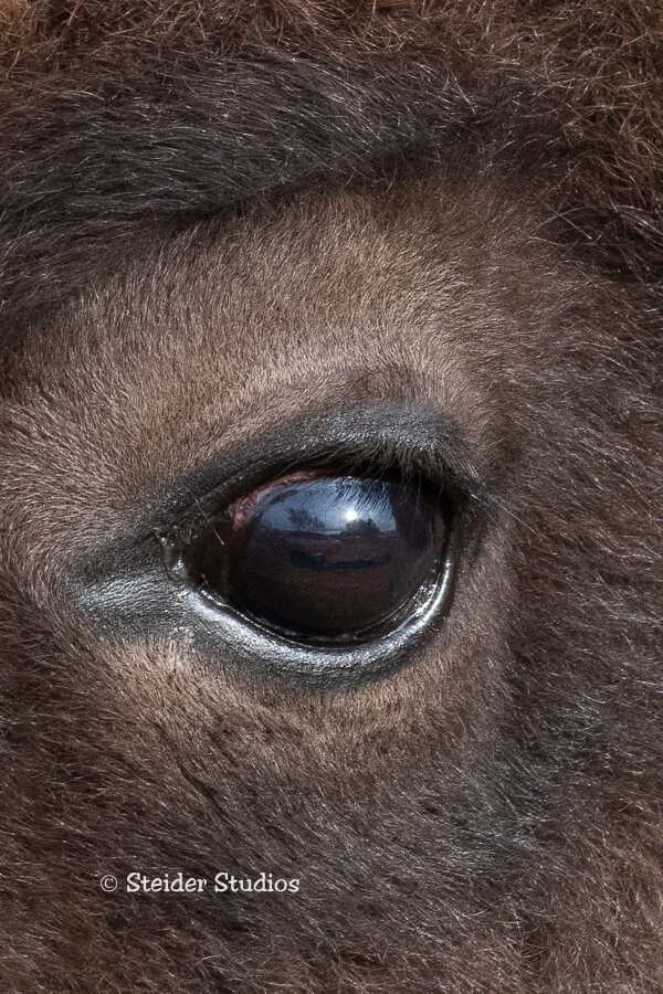 Other Wildlife — Steider Studios