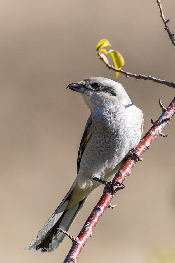 Shrikes — Steider Studios