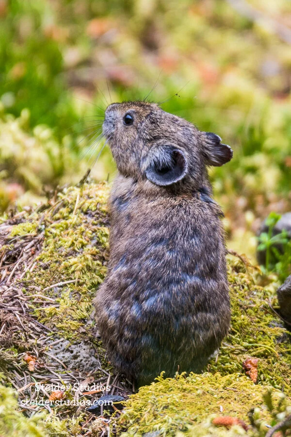 American Pika ~ Standing — Steider Studios