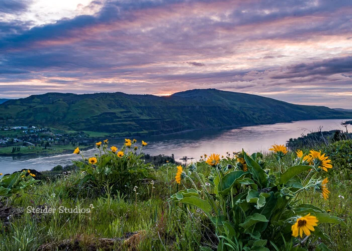 Sunrise — Steider Studios