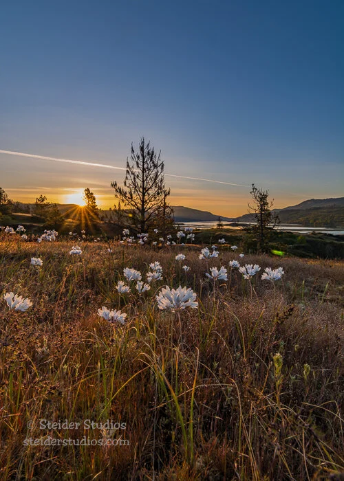 Sunrise — Steider Studios