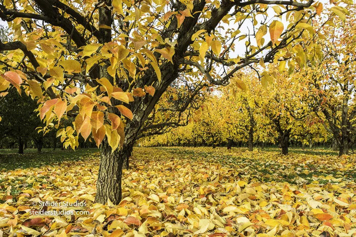 Other — Steider Studios