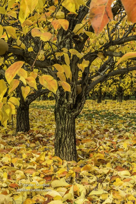 Other — Steider Studios