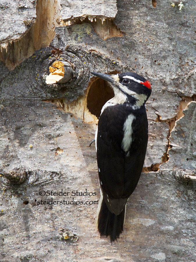 Woodpeckers — Steider Studios