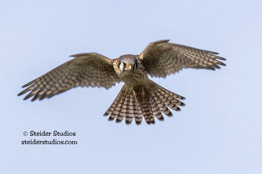 American Kestrel — Steider Studios