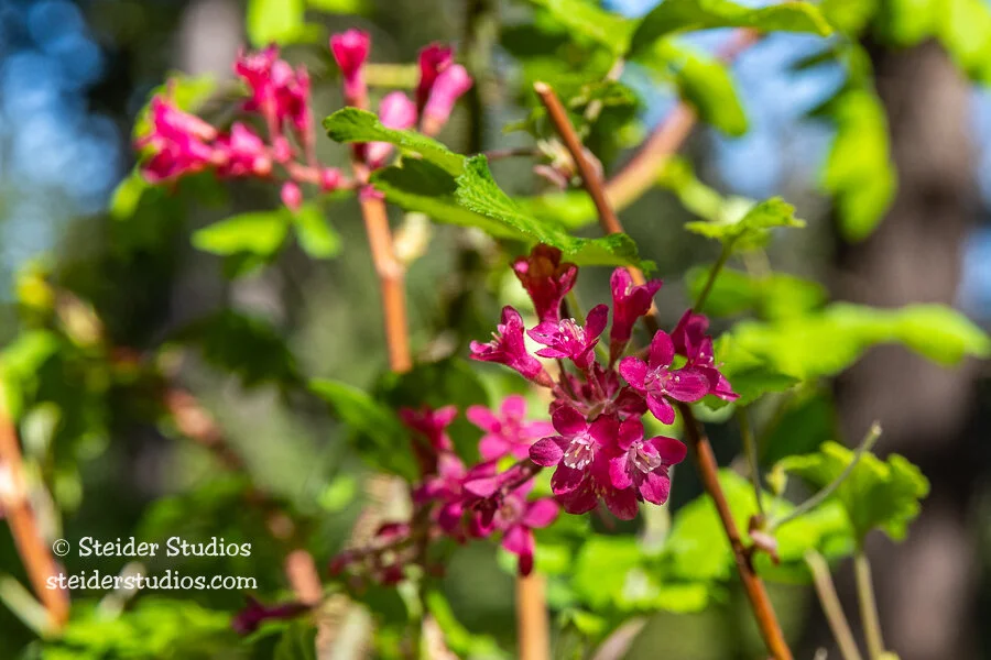 Red Flowering Currant