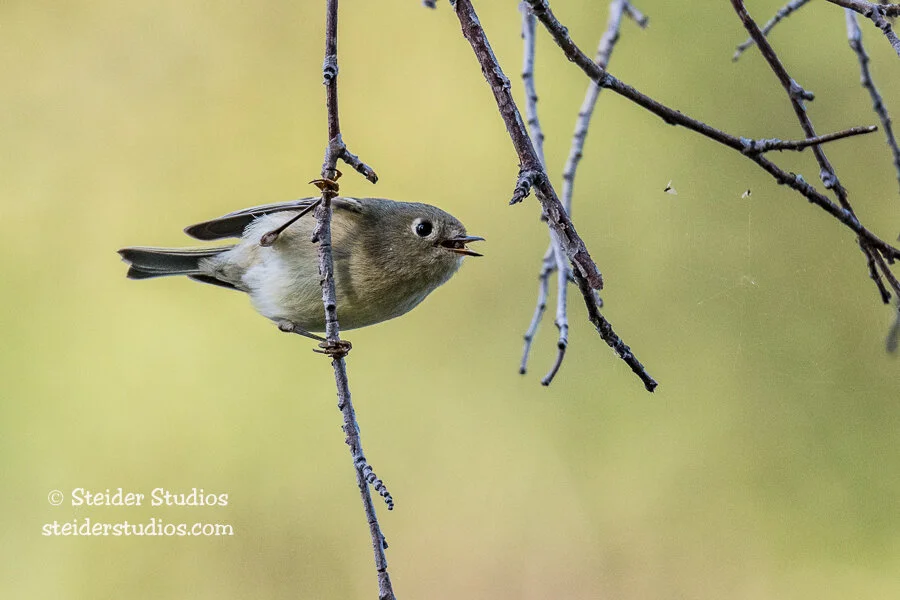 Kinglets — Steider Studios