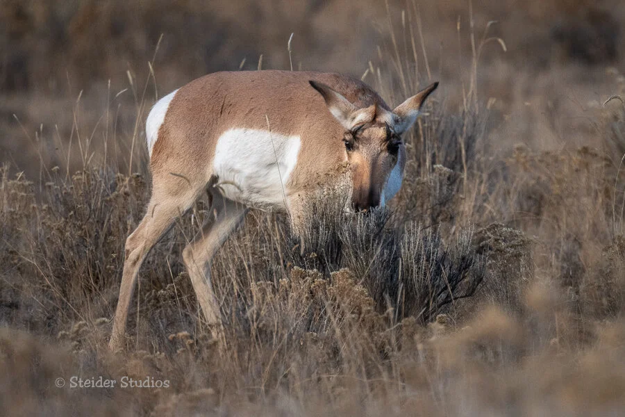 Pronghorn in Central Oregon — Steider Studios