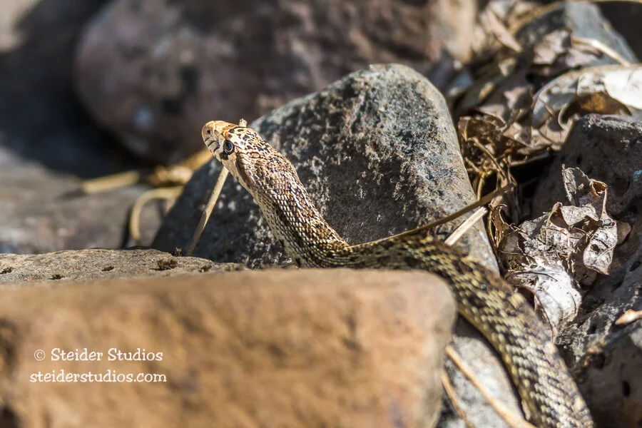 Baby Gopher Snake