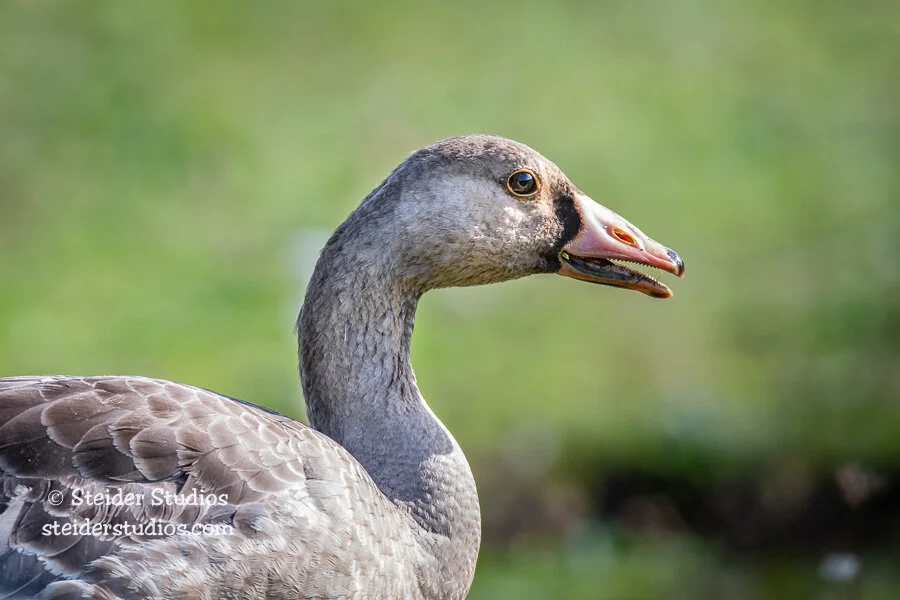 Greater White Fronted Goose Juvenile