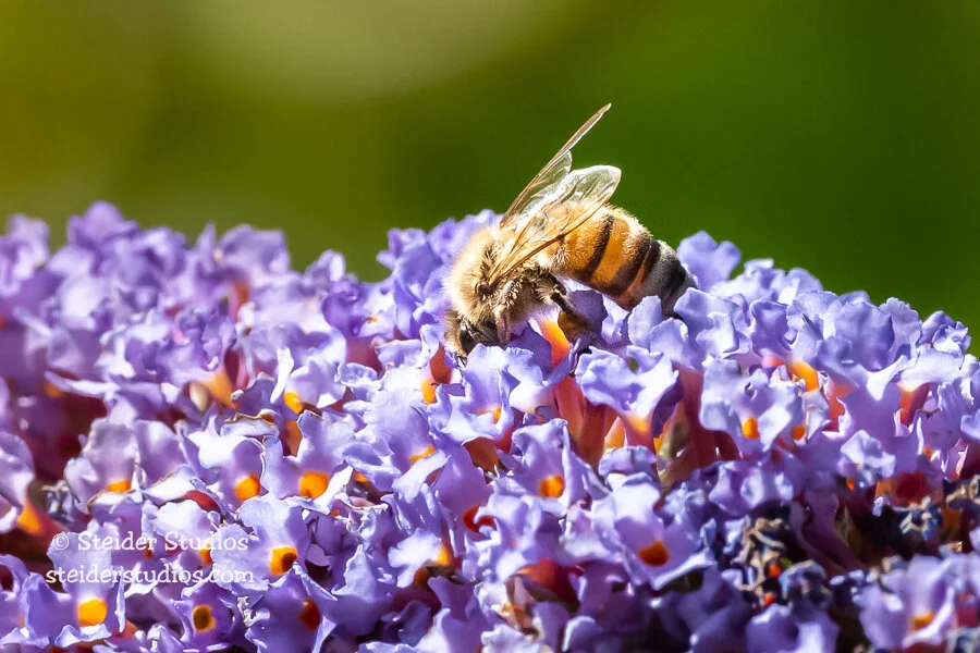 Honey Bees On Purple Flowers