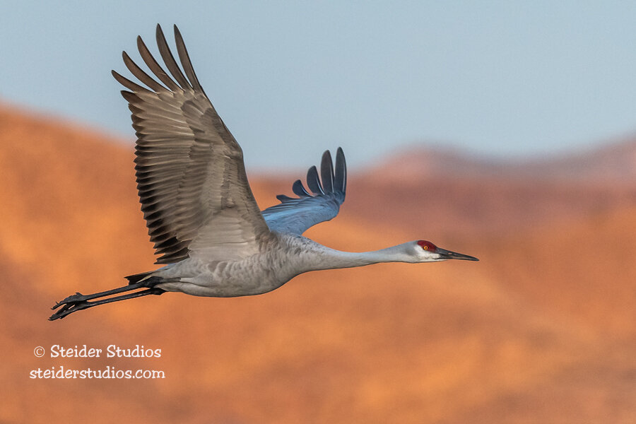 Sandhill Cranes Flying