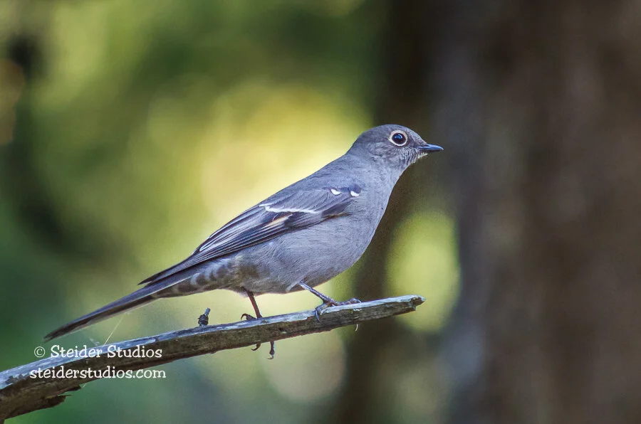 Birds of the Columbia River Gorge and Beyond — Steider Studios
