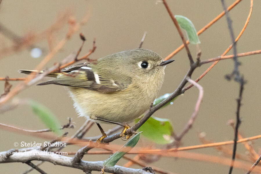 Kinglets — Steider Studios