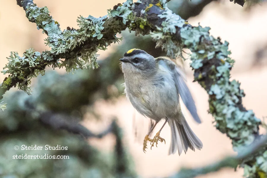 Kinglets — Steider Studios