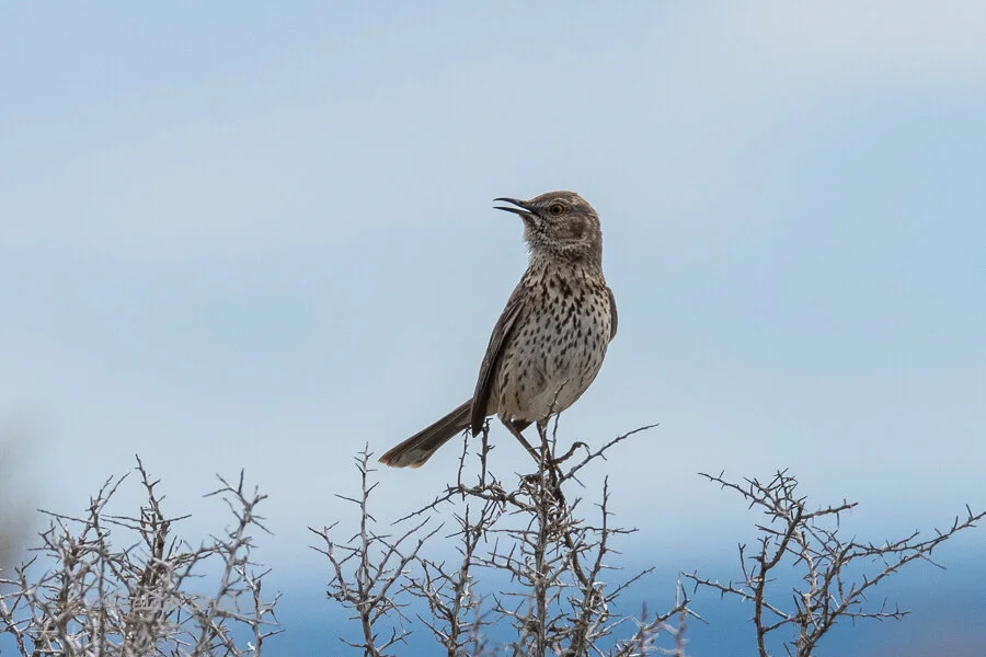 Sage Thrasher