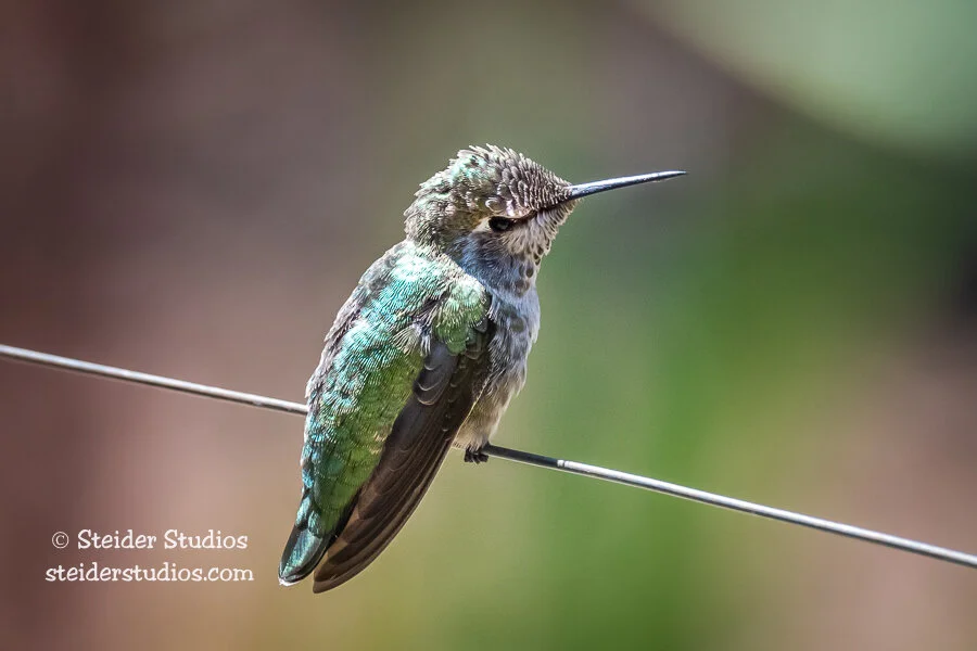 Baby Hummingbird