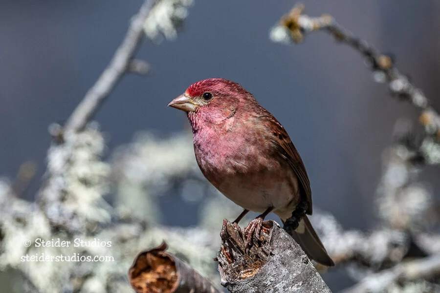 Purple Finch Bird