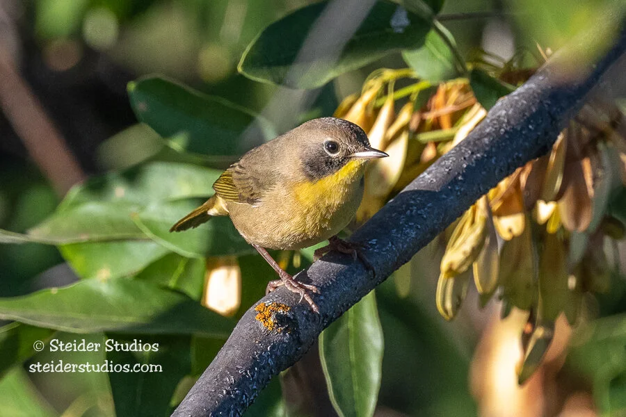 Common Yellowthroat Male And Female
