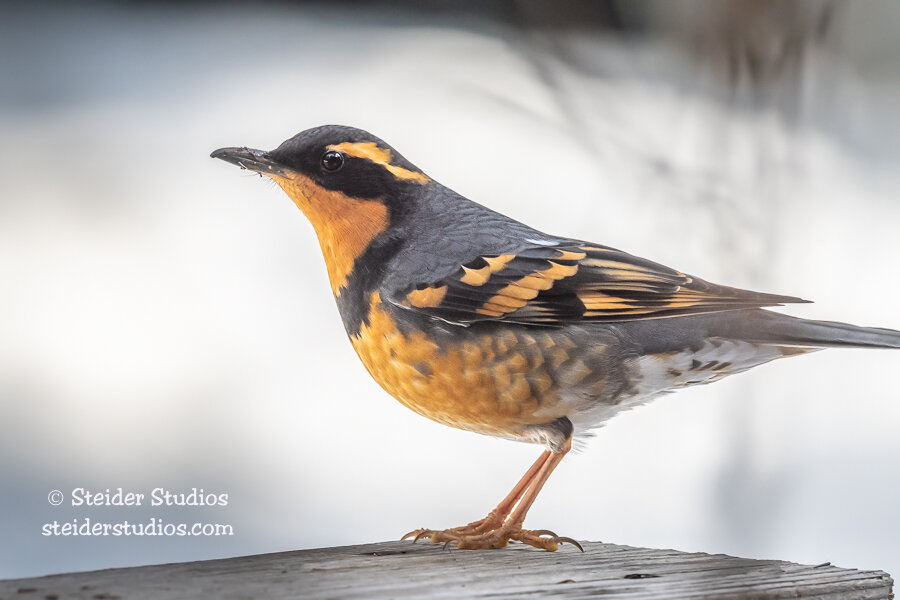 Varied Thrush Juvenile