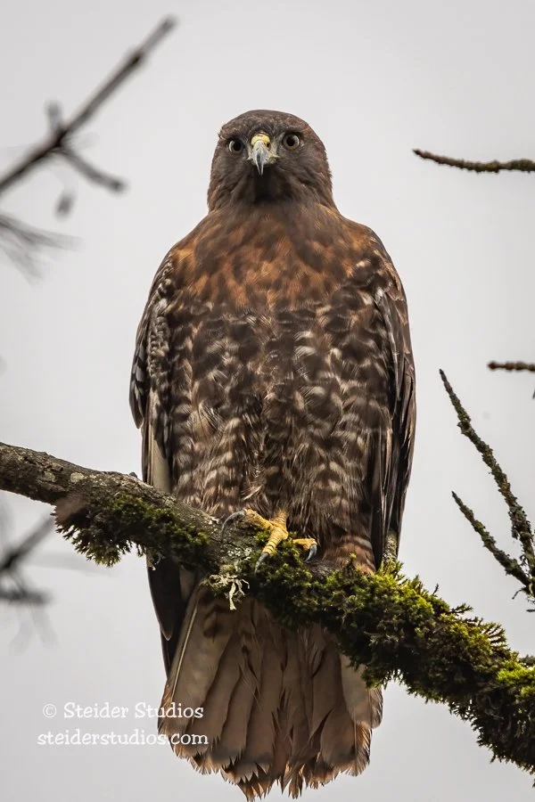 Dark Morph Red-tailed Hawk — Steider Studios