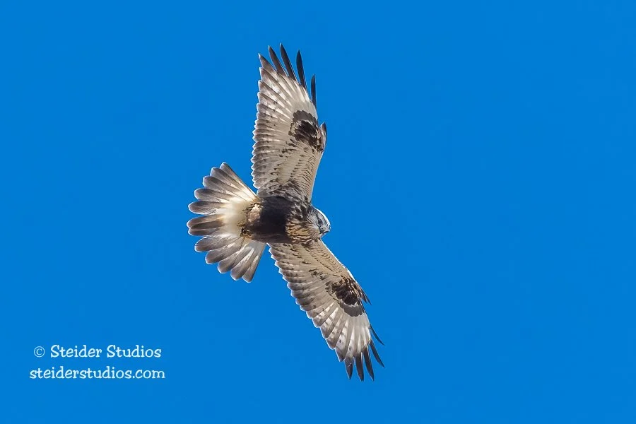 Rough Legged Hawk In Flight