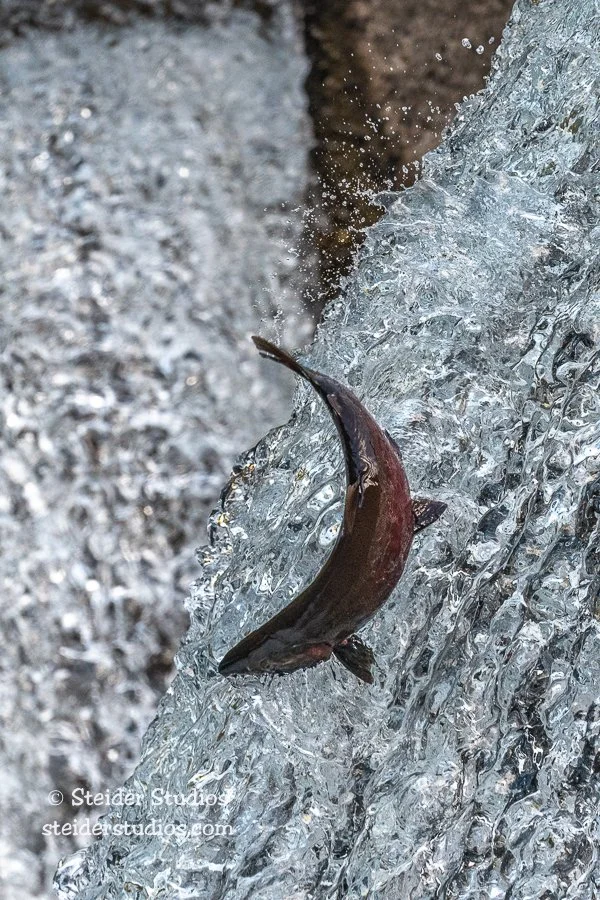 Other Wildlife — Steider Studios