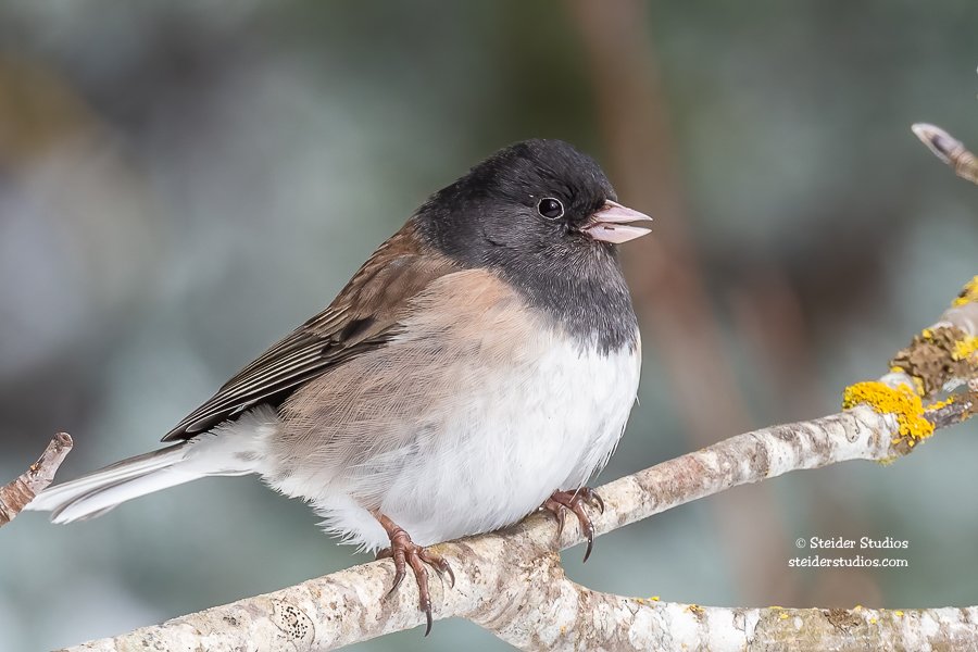 Juncos — Steider Studios