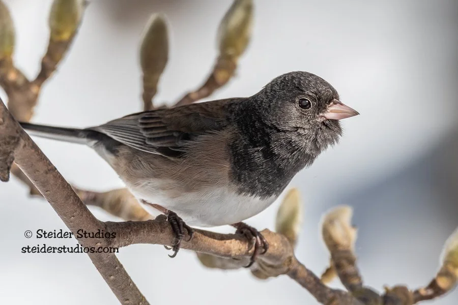 Juncos — Steider Studios