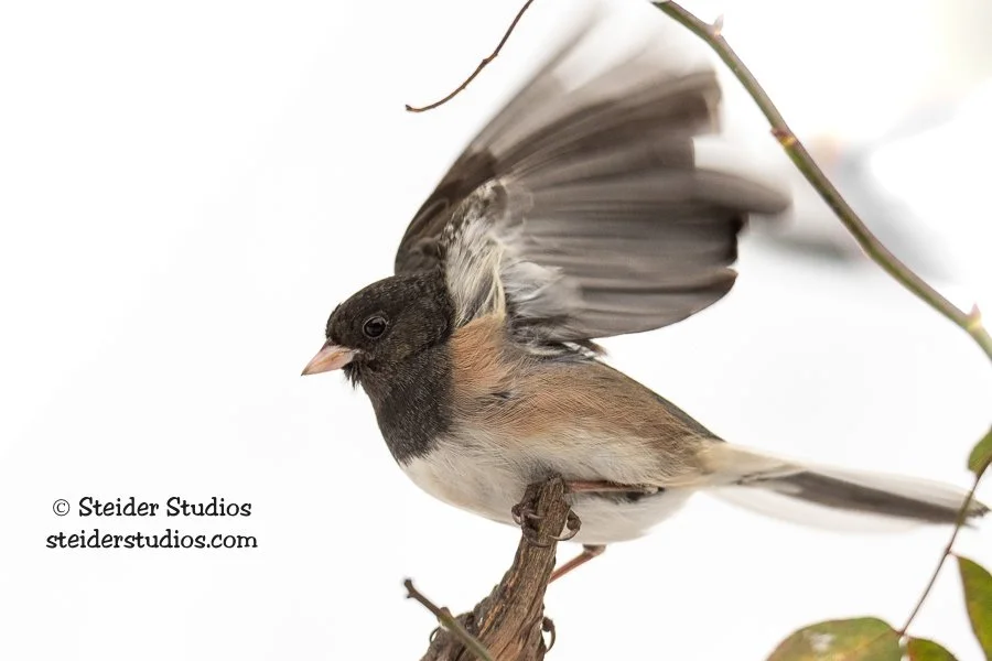 Black Eyed Junco