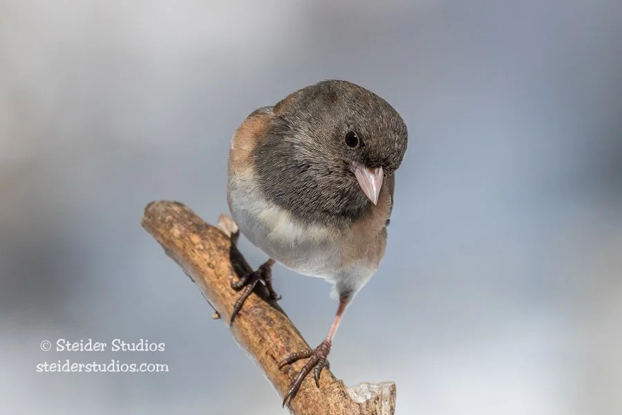 Juncos — Steider Studios