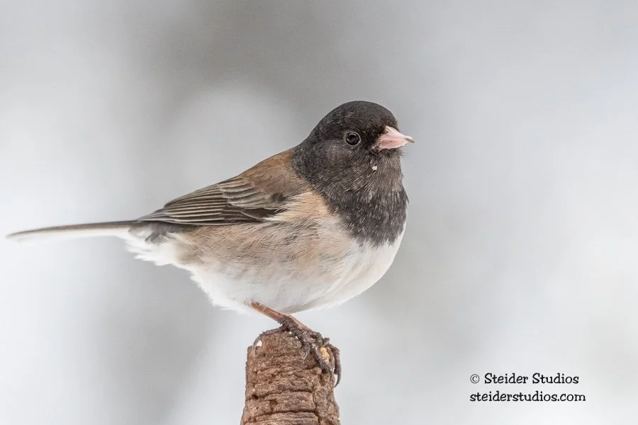 Juncos — Steider Studios