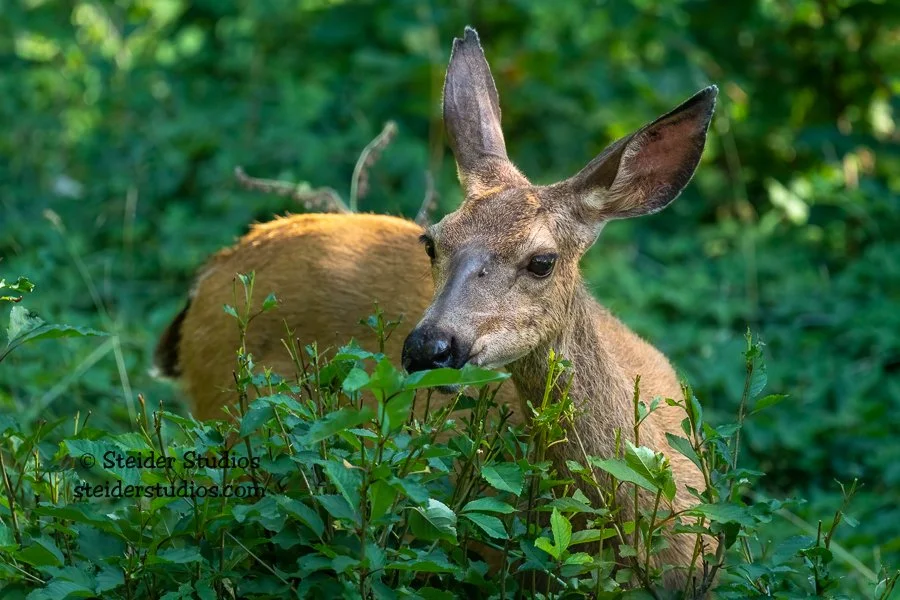 Doe Eating her way to my Garden — Steider Studios