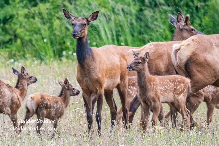 Elk Calf