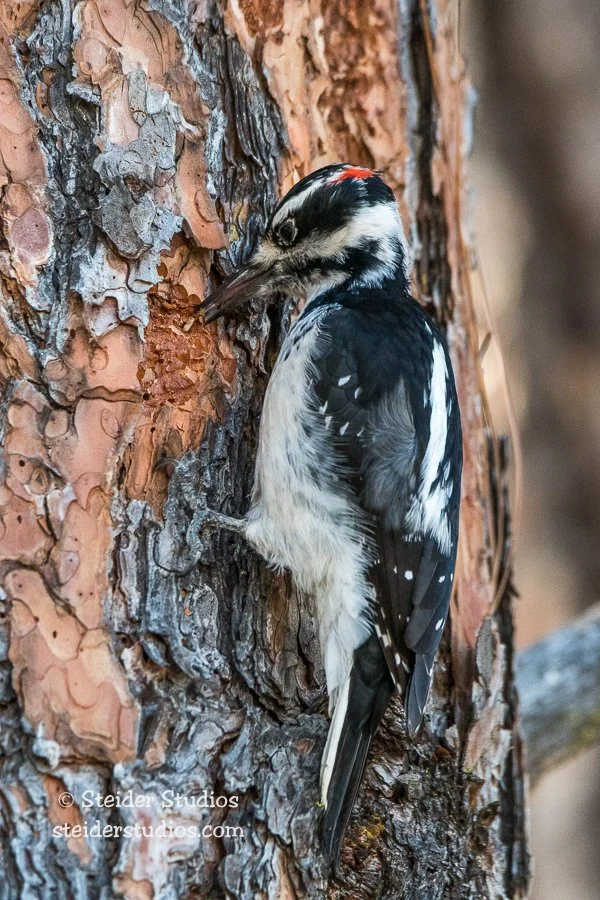 Woodpeckers — Steider Studios