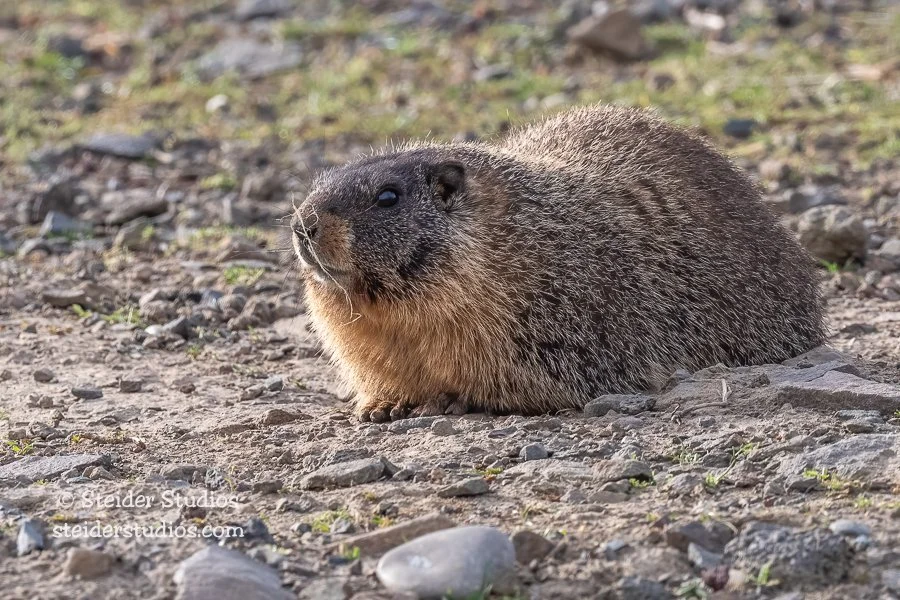Yellow Bellied Marmot