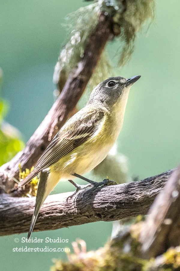 Birds of the Columbia River Gorge and Beyond — Steider Studios