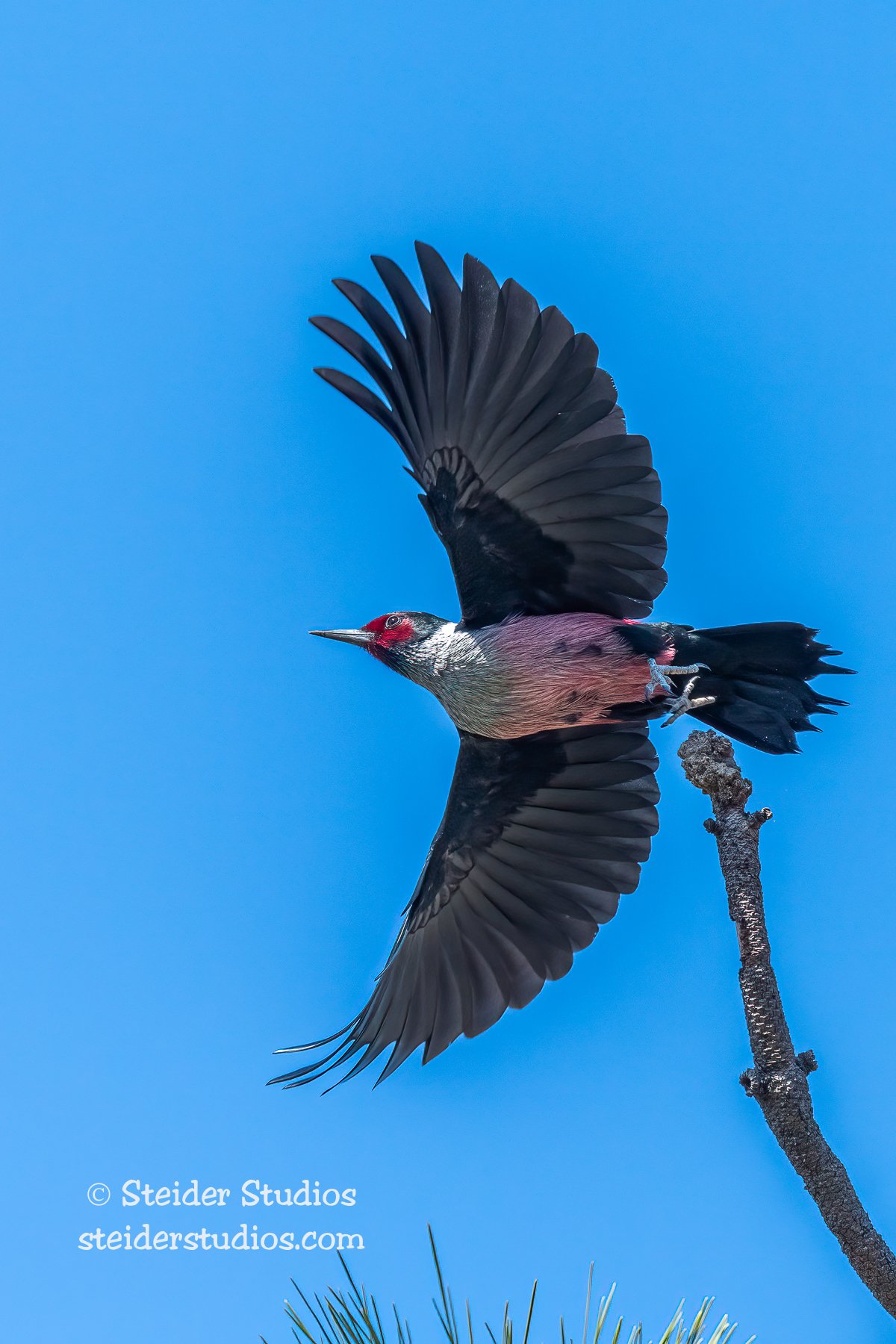 Woodpeckers — Steider Studios