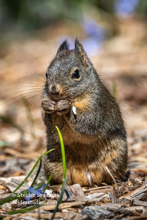 Squirrels — Steider Studios