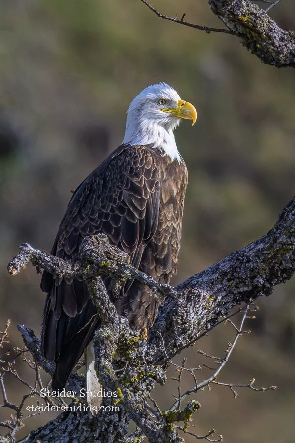 Eagles — Steider Studios