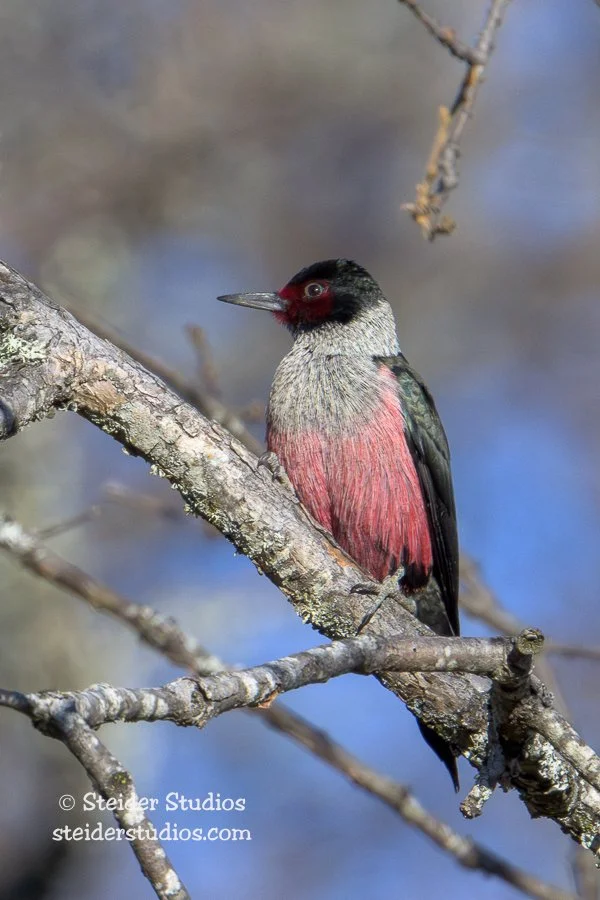 Lewis's Woodpecker on Branch with Moody Background — Steider Studios